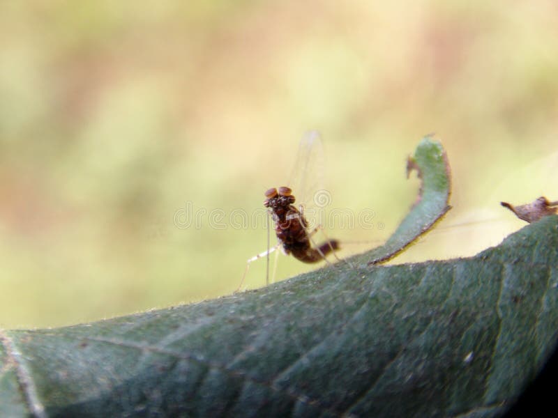 Insecto Interesante En La Lista Imagen de archivo - Imagen de planta ...