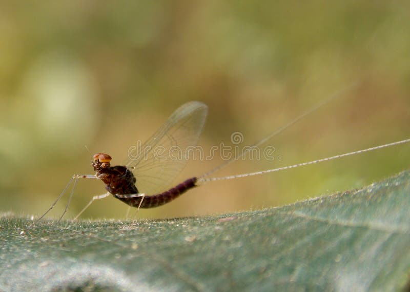 Insecto Interesante En La Lista Foto de archivo - Imagen de cubo, poco ...