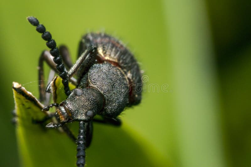 Insecto Largo Feo Del Cuerno En Una Hoja Imagen de archivo - Imagen de ...