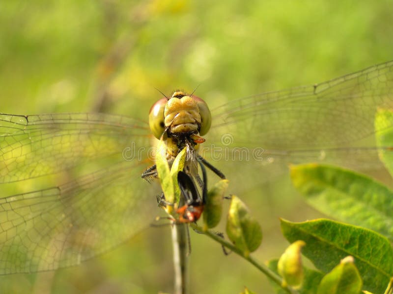Insecto, Lib?lula, Lib?lulas Y Damseflies, Invertebrado Imagen. Imagen: 114297261