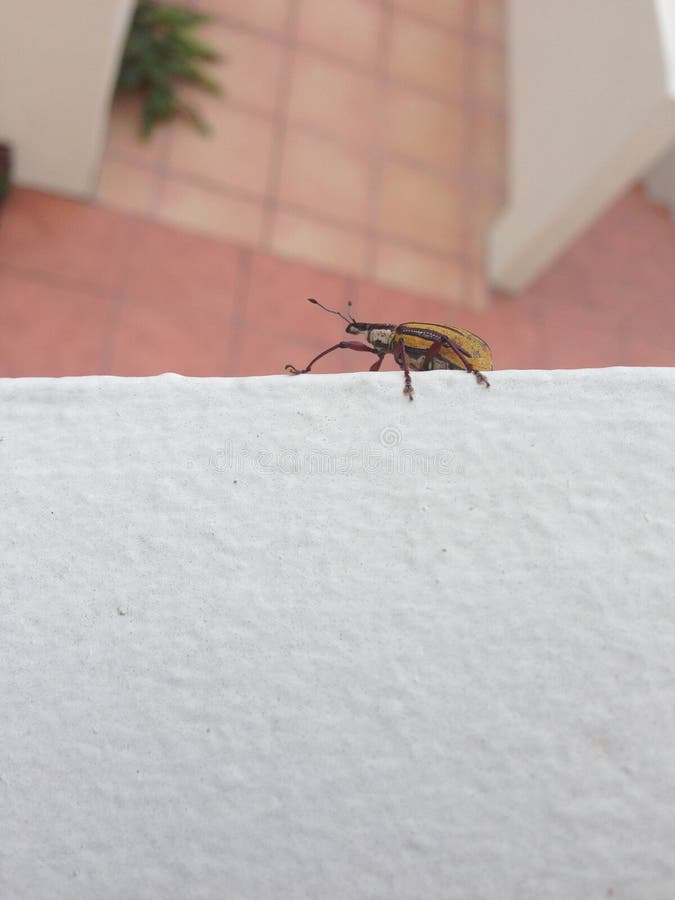 Insecto nativo de la isla imagen de archivo. Imagen de thomas - 86563591