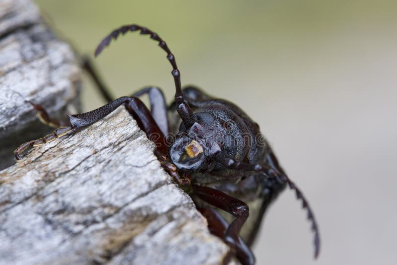 Insecto negro foto de archivo. Imagen de escarabajo, exterior - 35902140