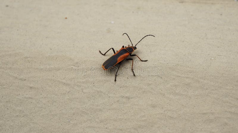 Insecto negro y rojo imagen de archivo. Imagen de legua - 98826861