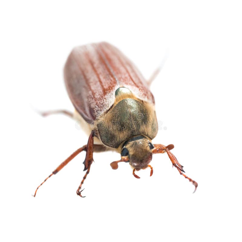 Insecto o abejorro de mayo foto de archivo. Imagen de insectos - 118006336