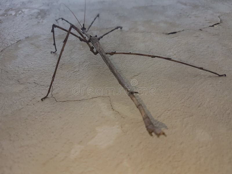 Insecto pegado a una pared imagen de archivo. Imagen de animal - 186788455