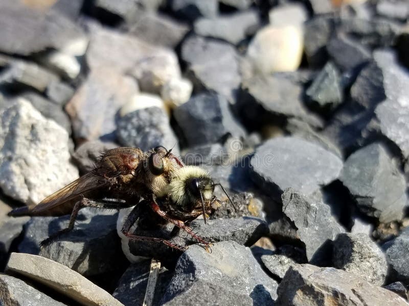 Insecto que come una abeja imagen de archivo. Imagen de manosee - 78516227