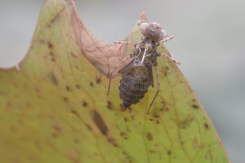Insecto que muda imagen de archivo. Imagen de material - 87685053