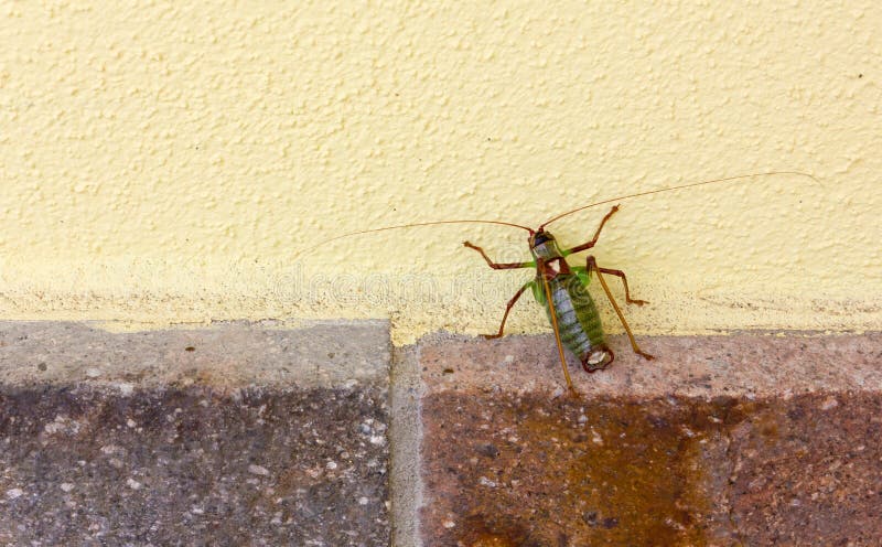 Insecto Que Sube Una Pared Amarilla Imagen de archivo - Imagen de ...