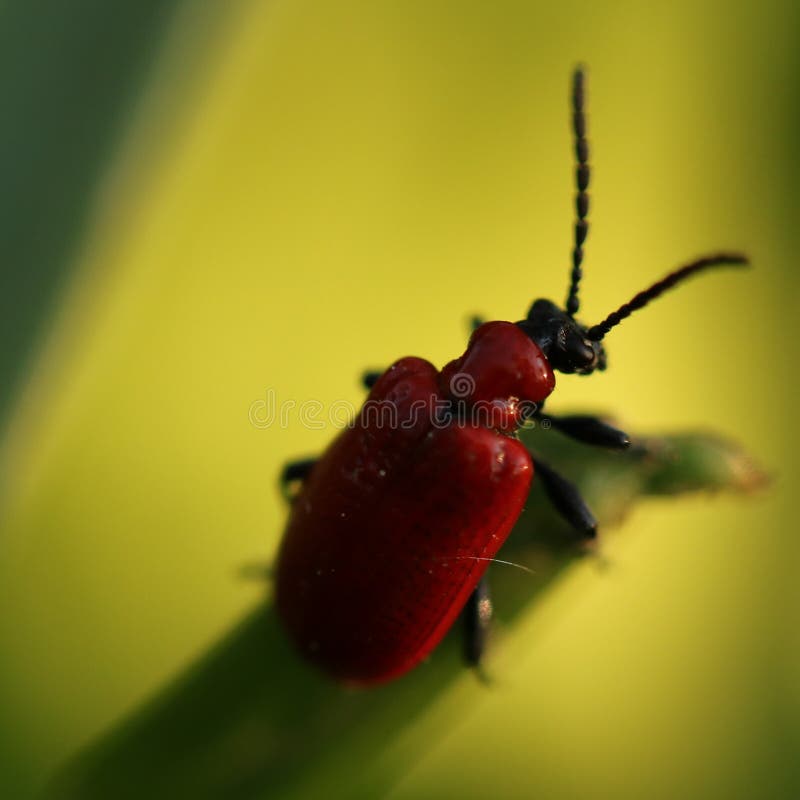 Insecto rojo foto de archivo. Imagen de insecto, bicho - 115317292