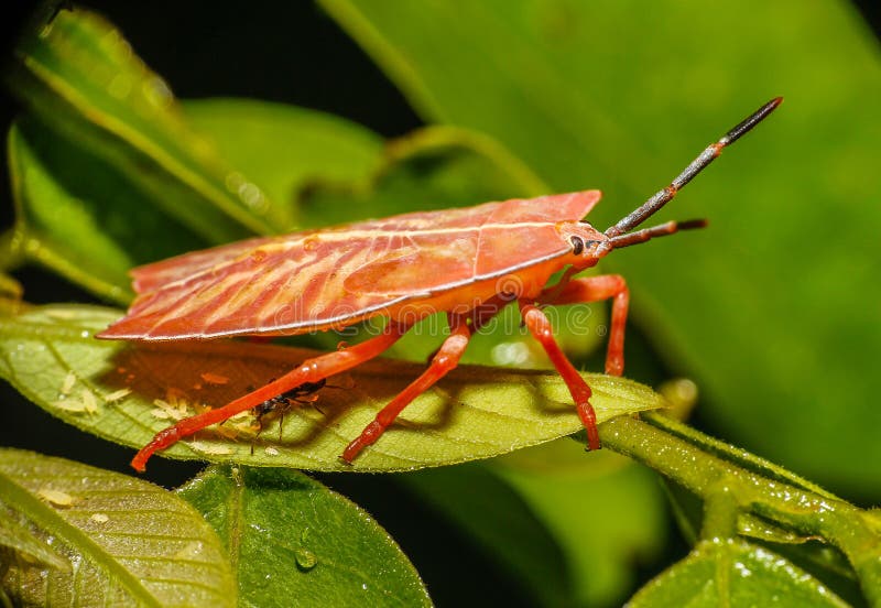 Insecto rojo imagen de archivo. Imagen de hormiga, rojo - 63299487