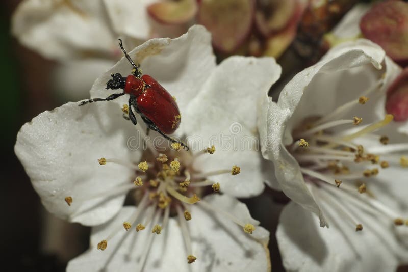 Insecto rojo foto de archivo. Imagen de sano, belleza - 91812696