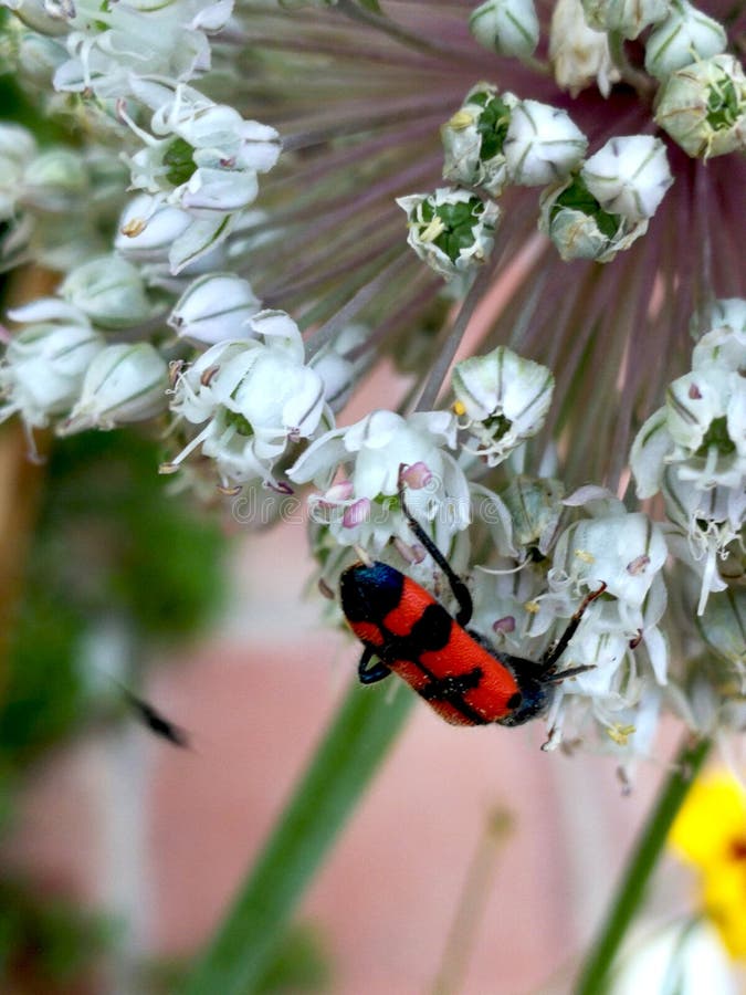 Insecto Con Los Puntos Rojos Imagen de archivo - Imagen de invertebrado ...