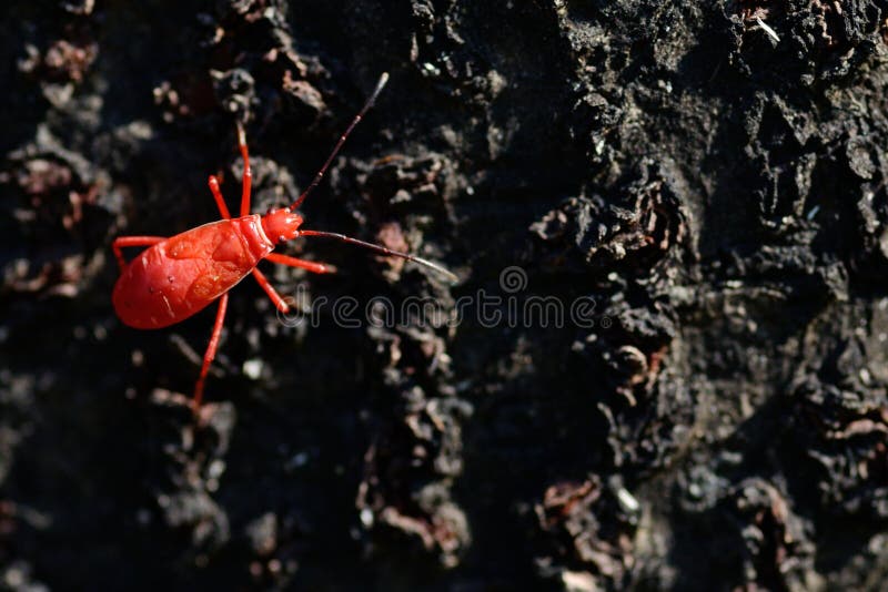 Insecto rojo en negro foto de archivo. Imagen de crecimiento - 32470518