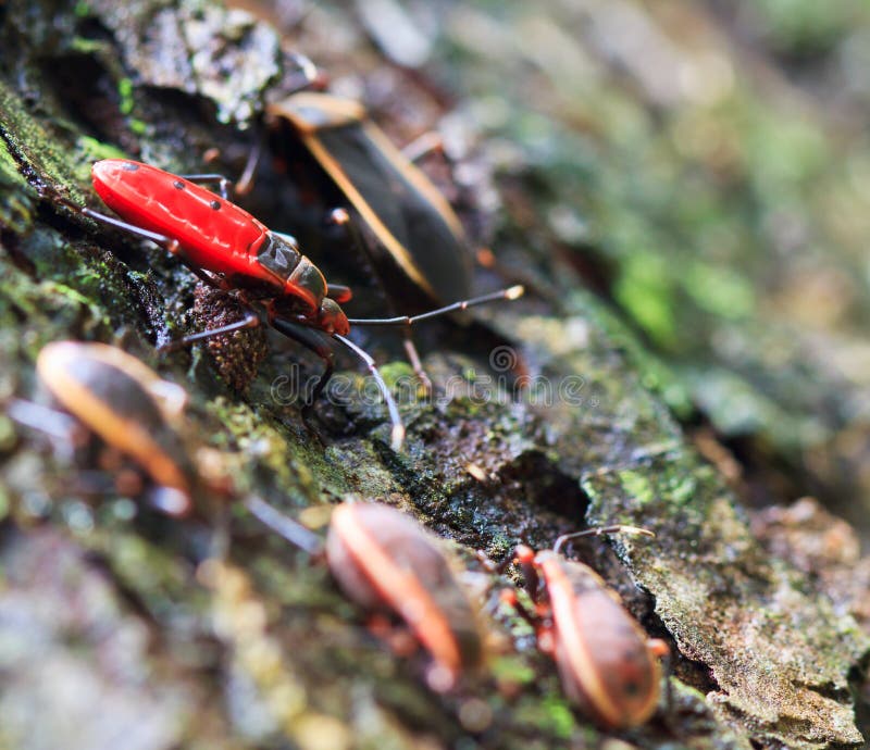 Insecto rojo gigante foto de archivo. Imagen de fondo - 36624854