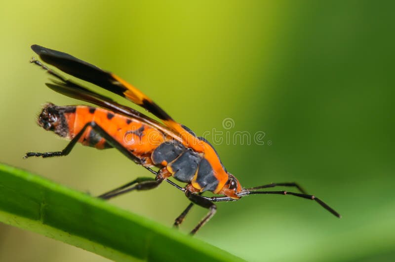 Insecto Rojo Y Negro Del Milkweed En Una Flor Del Milkweed Imagen de ...