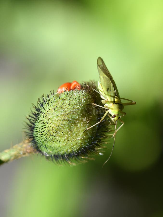 Insecto verde imagen de archivo. Imagen de sentada, bicho - 101475487