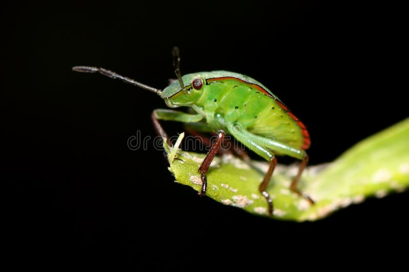 Un Gran Insecto Verde Con Largas Piernas Y Antenas Sentadas En Un ...