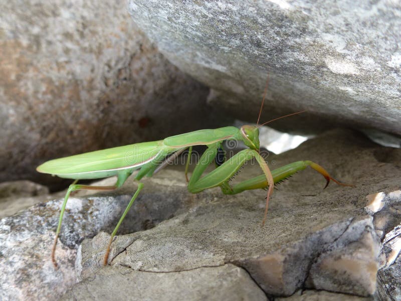 Insecto verde imagen de archivo. Imagen de caminar, fauna - 28214493
