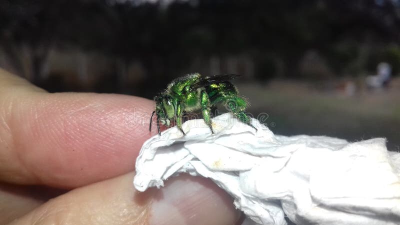 Insecto verde imagen de archivo. Imagen de verde, insecto - 97199005