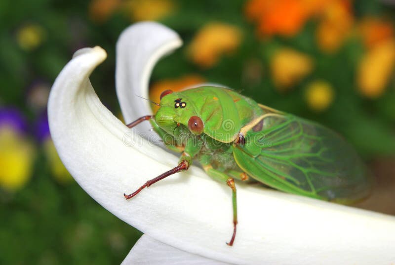 Insecto Verde De La Cigarra Imagen de archivo - Imagen de fondo ...