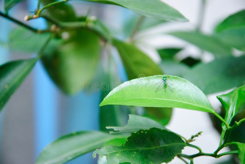 Insecto Verde En Las Hojas Verdes Imagen de archivo - Imagen de hojas ...