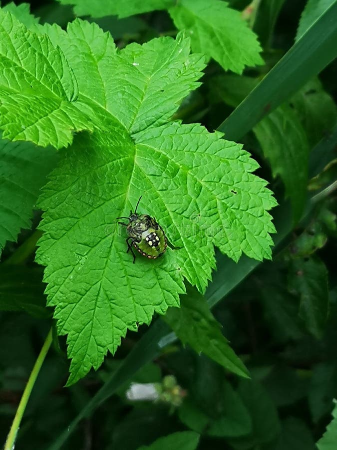 Insecto Verde Meridional Del Escudo Imagen de archivo - Imagen de bicho ...