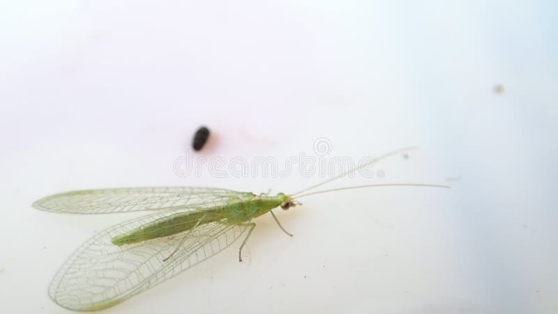 Insecto Verde Que Espera Y Que Vuela Metrajes - Vídeo de mudanza ...