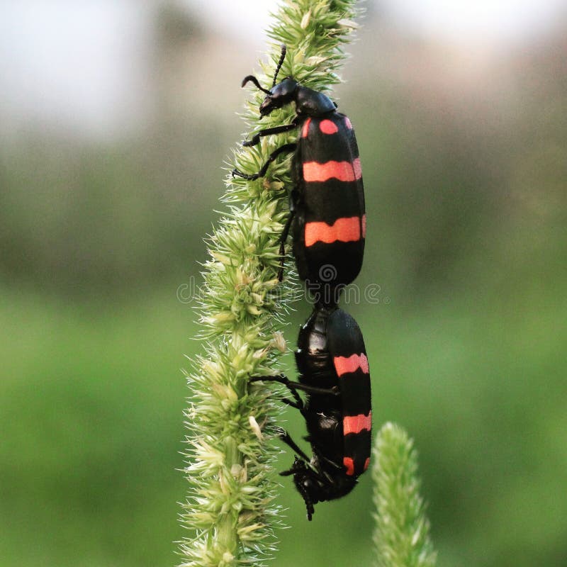 Insectos imagen de archivo. Imagen de cubo, lentes, insectos - 103146227