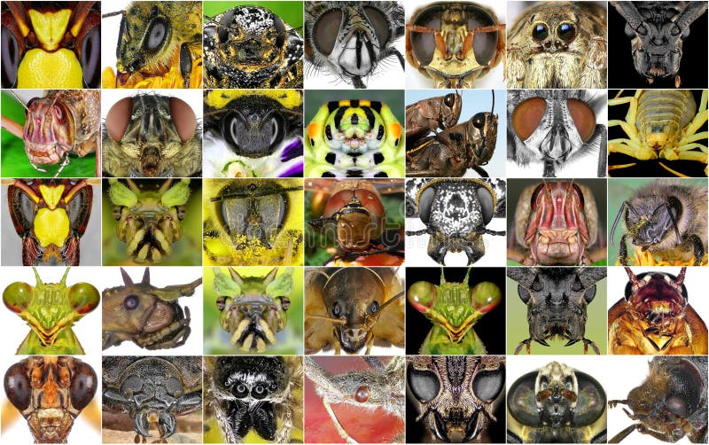 355 Collage Del Insecto Fotos - Libres de Derechos y Gratuitas de ...