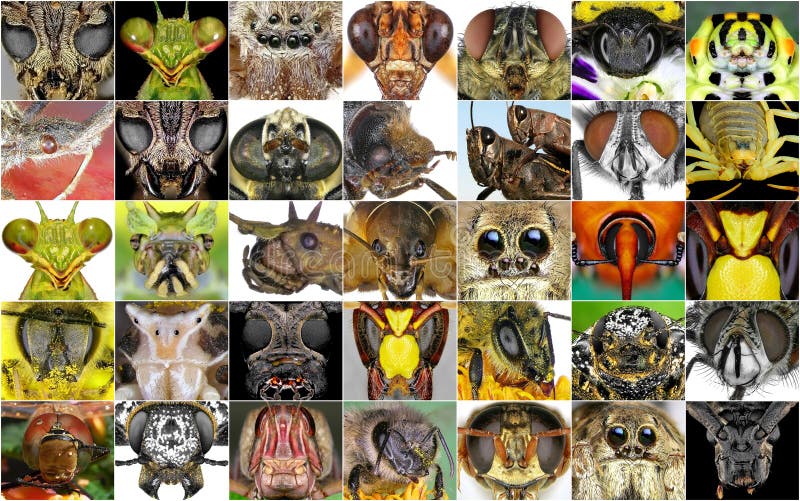 355 Collage Del Insecto Fotos - Libres de Derechos y Gratuitas de ...