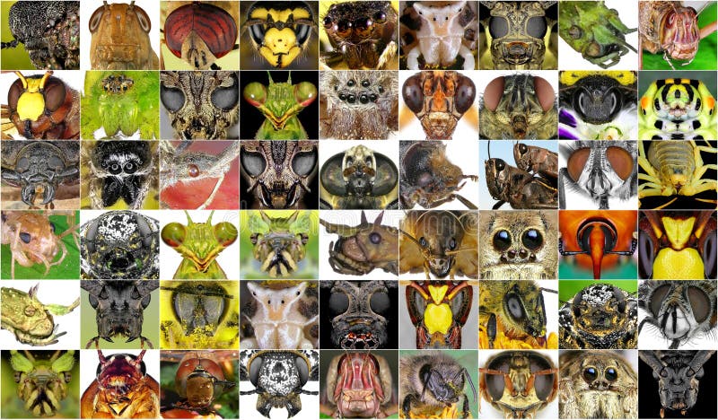 393 Collage Del Insecto Fotos de stock - Fotos libres de regalías de ...
