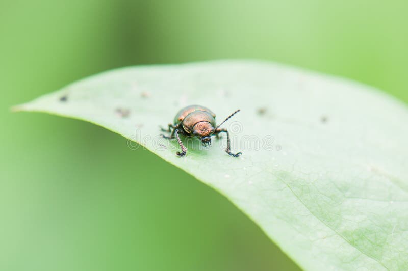 Insectos foto de archivo. Imagen de exterior, campo, goce - 41201170