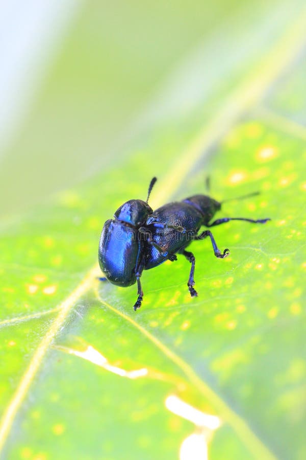 Insectos azules foto de archivo. Imagen de insectos - 117564984
