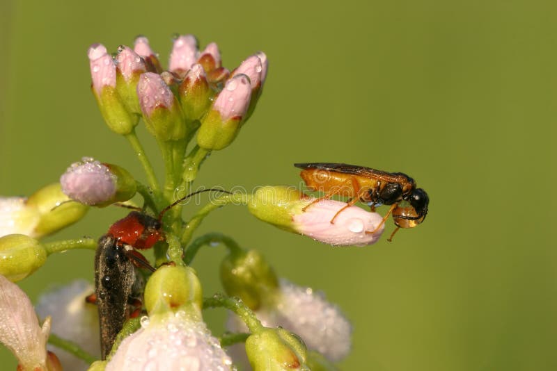 Insectos imagen de archivo. Imagen de hermoso, fondo, césped - 5745865