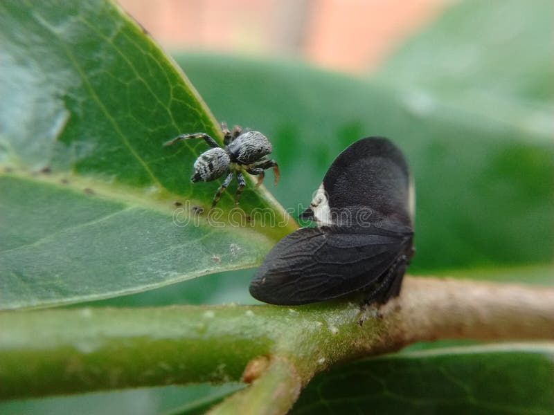 Insectos foto de archivo. Imagen de cubo, insectos, bicho - 95837820