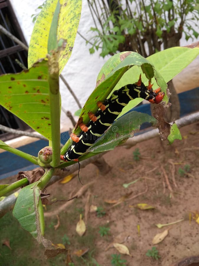 Insectos stock photo. Image of natural, insecto, animal - 132895802
