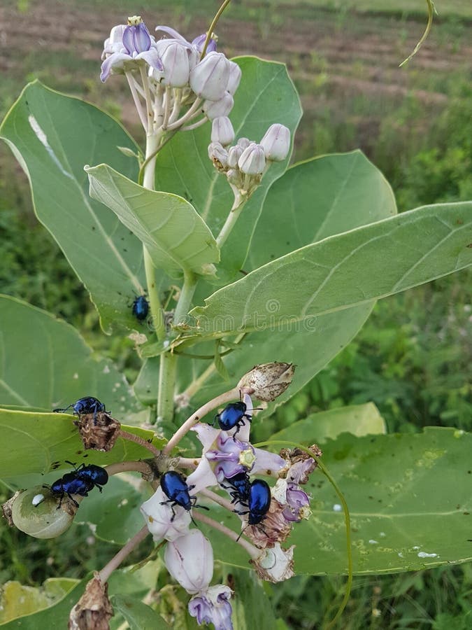 Insectos azules foto de archivo. Imagen de insectos - 117564984