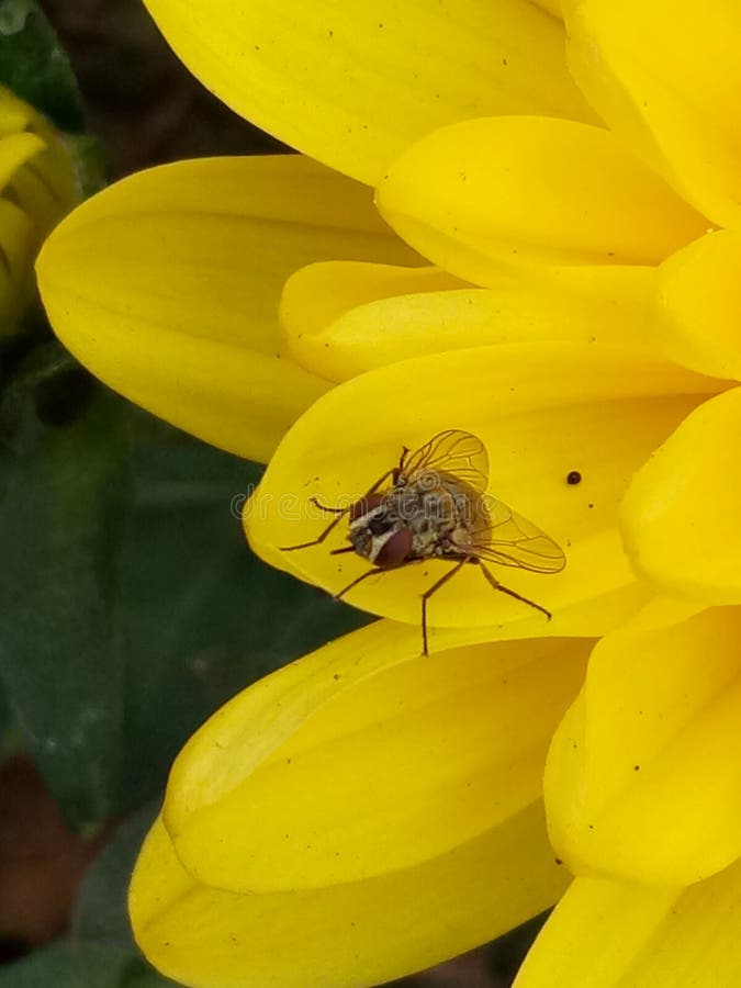 Insectos con flores imagen de archivo. Imagen de flores - 167577567