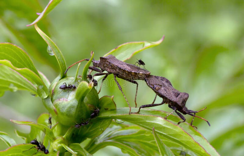 Insectos Del Bosque. Heteroptera. Foto de archivo - Imagen de insectos ...