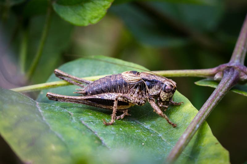 608 Ojos Del Grillo Fotos - Libres de Derechos y Gratuitas de Dreamstime