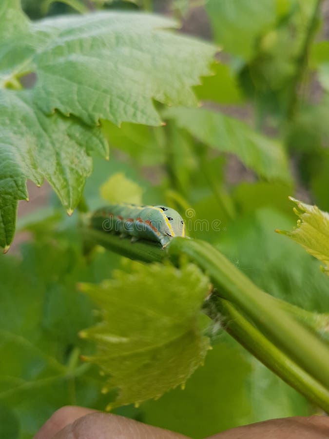 Insectos del gusano foto de archivo. Imagen de insectos - 94495922