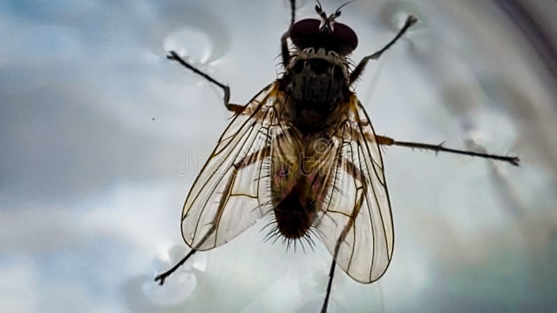 Insectos en el agua foto de archivo. Imagen de libélula - 199506668