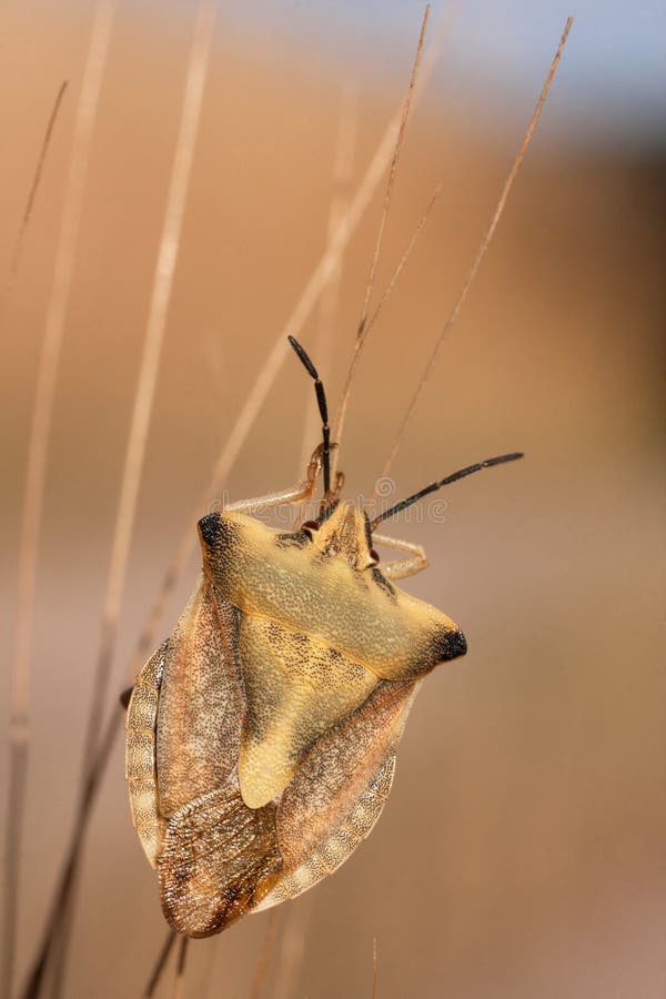 Insectos en el cereal imagen de archivo. Imagen de planta - 110000325