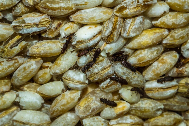 Insectos en la casa imagen de archivo. Imagen de cierre - 104915623