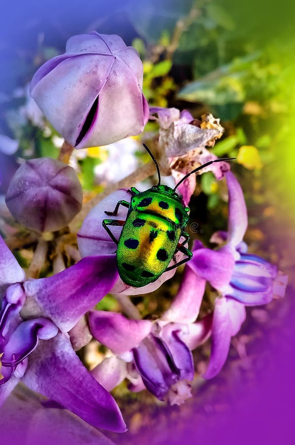 Insectos en la flor imagen de archivo. Imagen de brillante - 114772337