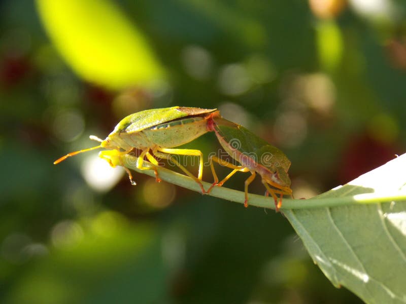 Insectos en la lista foto de archivo. Imagen de lista - 118100384