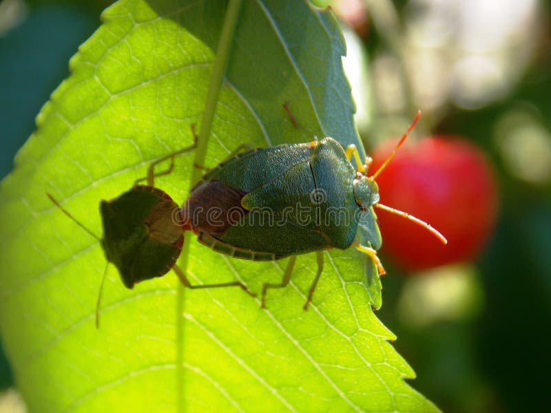 Insectos en la lista foto de archivo. Imagen de color - 116276214