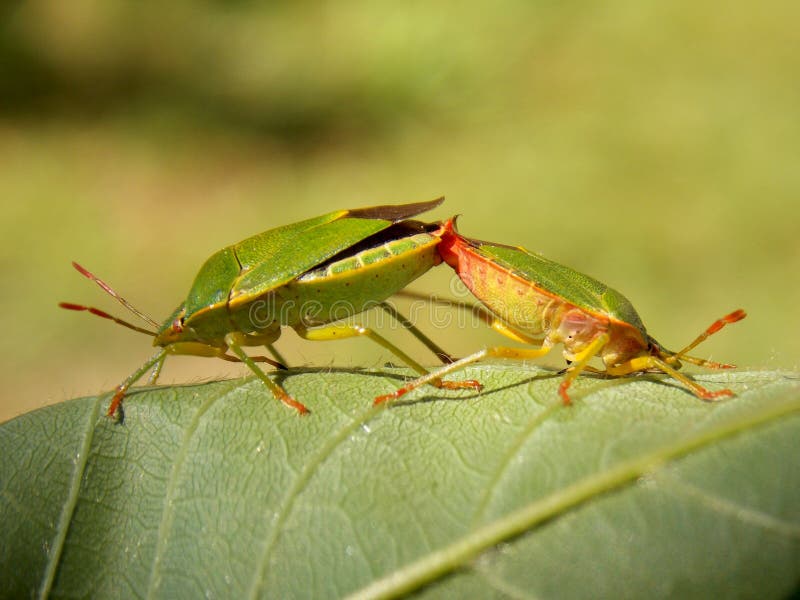 Insectos en la lista foto de archivo. Imagen de lista - 118100276