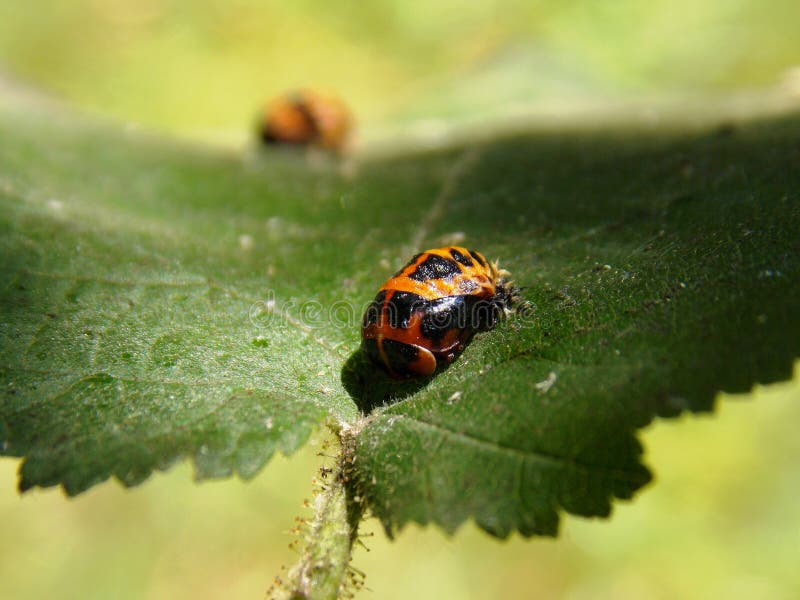 Insectos en la lista foto de archivo. Imagen de lista - 118100276