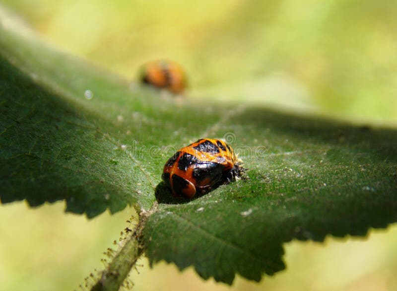 Insectos en la lista foto de archivo. Imagen de lista - 118100276